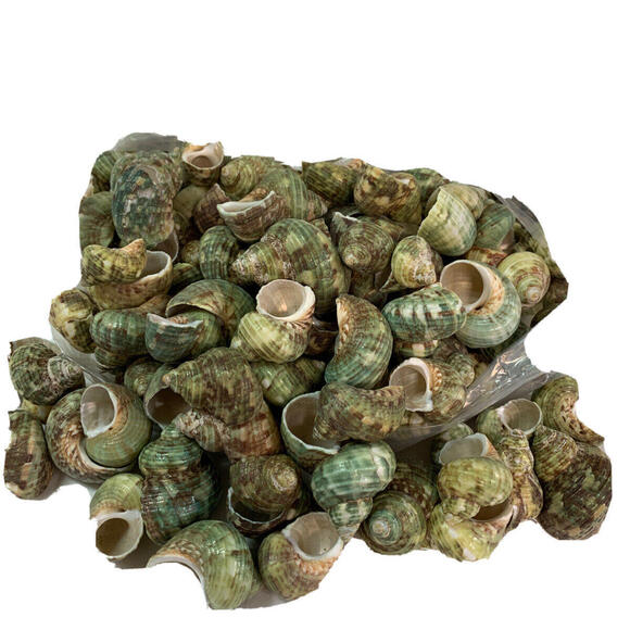 Other | Natural Sea Shells 2 Pounds Of Clean Very Pretty Green Colored ...